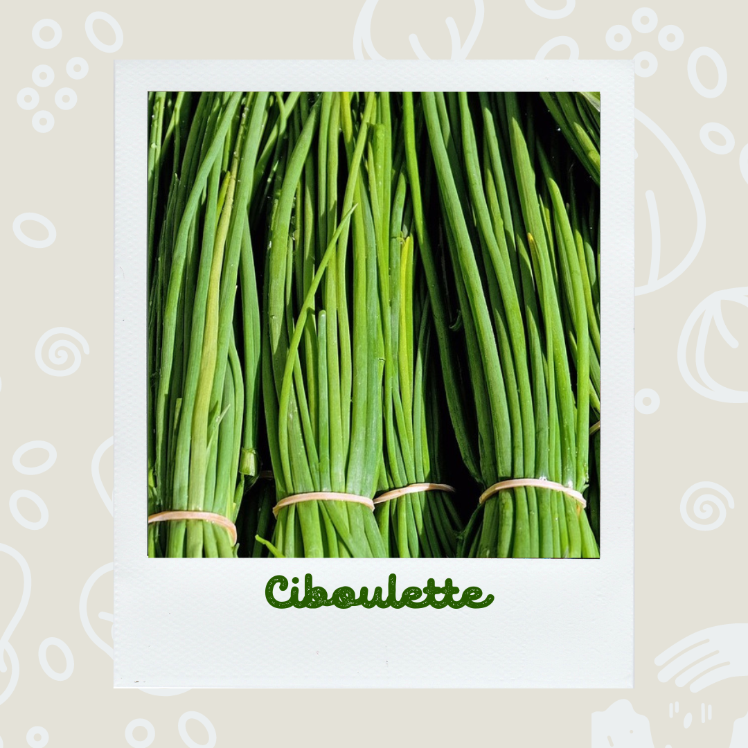 Semillas de Ciboulette - Un Toque de Sabor y Elegancia - Almaciguera ...